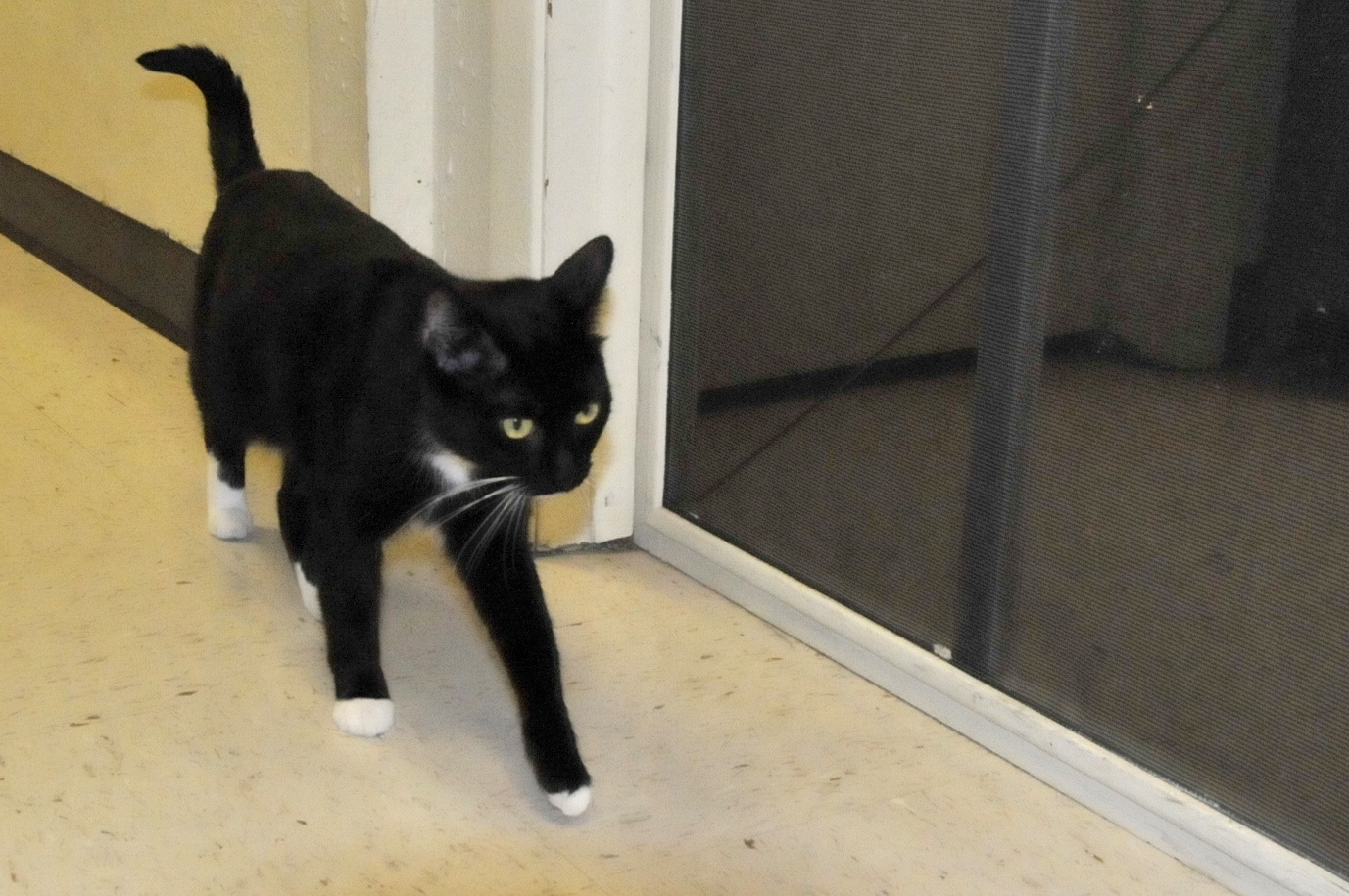 StreetCats Pawprints: Broken Noses! Funny Humans!