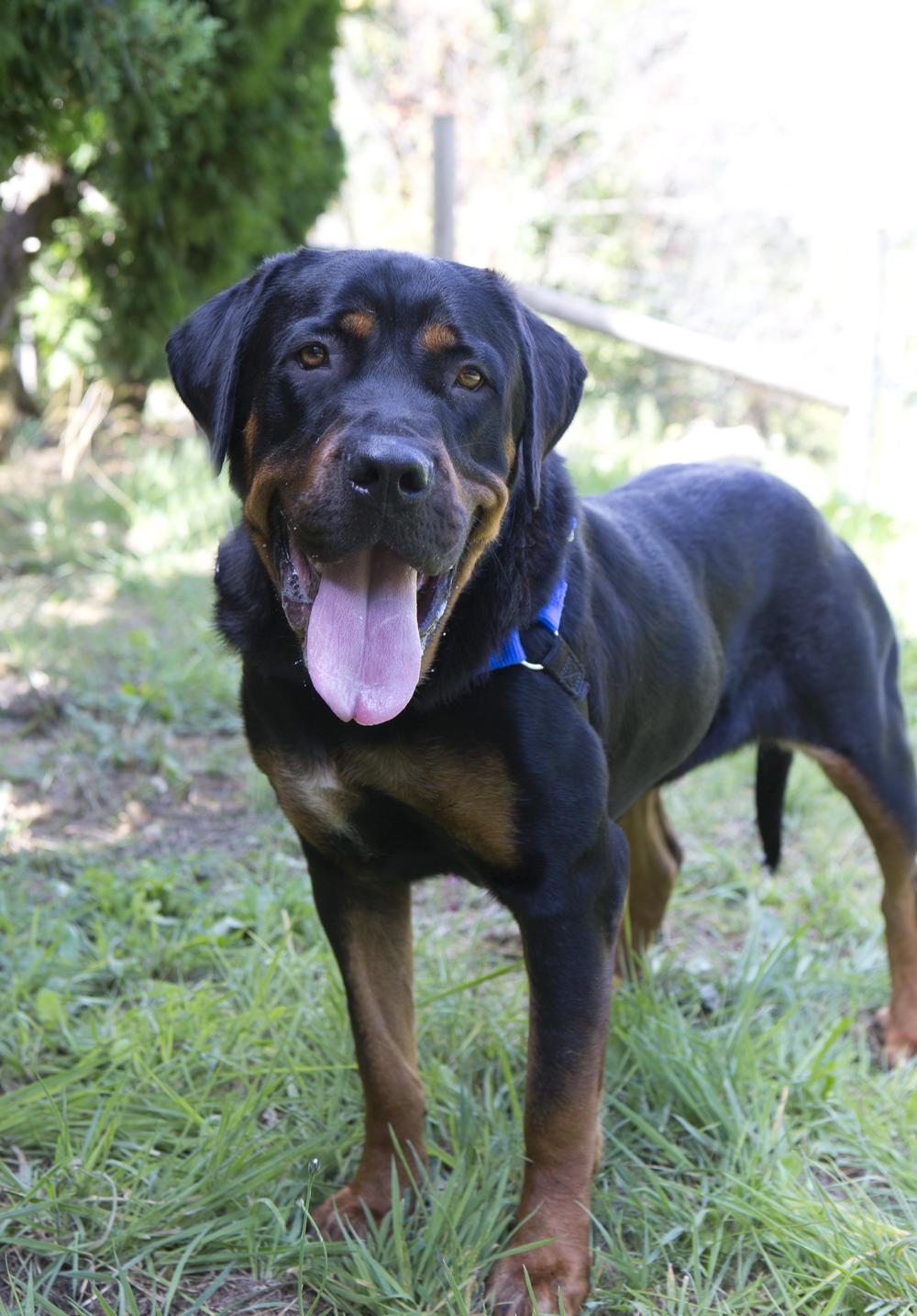 Shelter Dogs of Portland: "JILLIAN" big hearted Rottie mix!