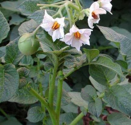 PLANTAS MORENAL: PAPA - Solanum tuberosum