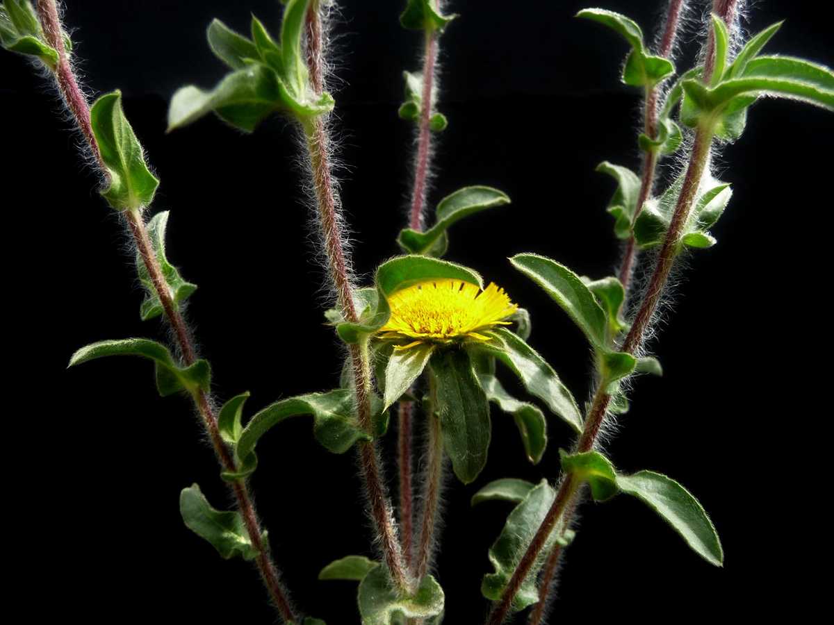 r o b i n 's y a r d: Pallenis spinosa