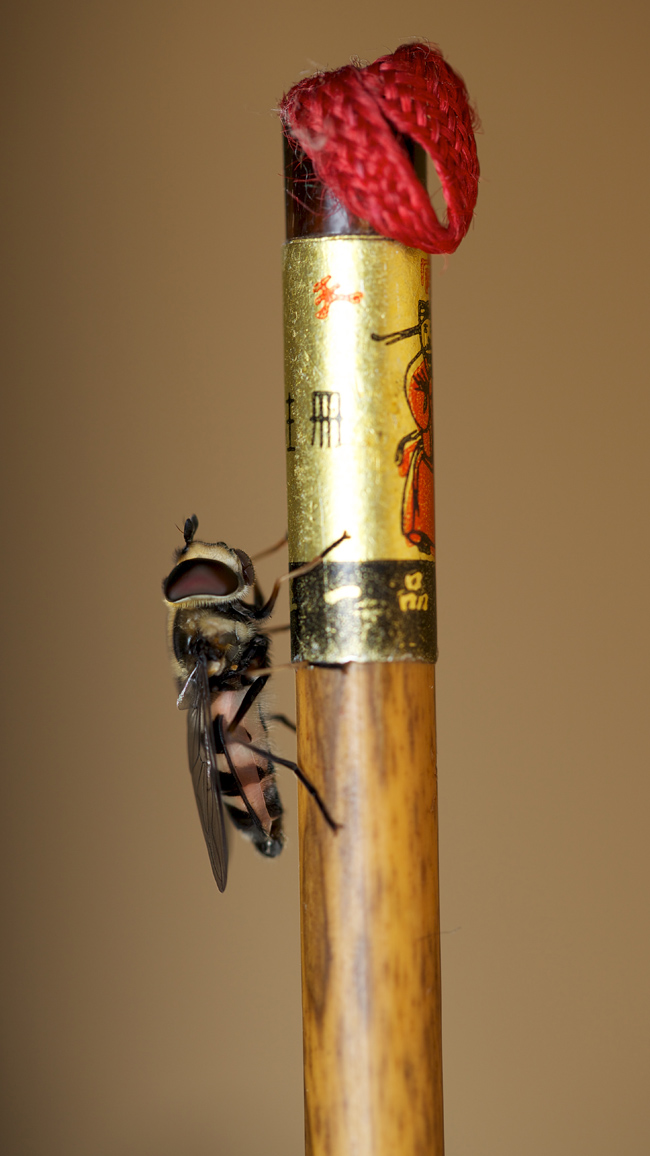 ムシをデザインしたのはダレ？: ヘリヒラタアブ Didea alneti ( FALLEN, 1817 )