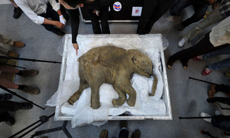 Woolly mammoth DNA may lead to a resurrection of the ancient beast