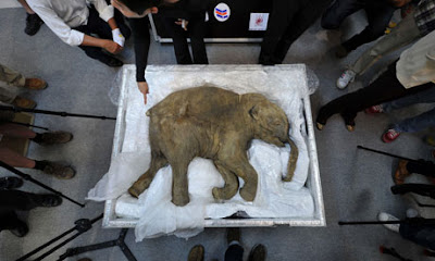 Woolly mammoth DNA may lead to a resurrection of the ancient beast