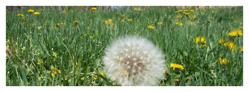 Free Facebook Header Spring Images and a Dandelion Make a Wish Poster ...