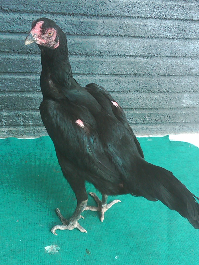 Jual Ayam Bangkok Birma / Burma Vietnam Saigon Import dan Ayam Aduan ...
