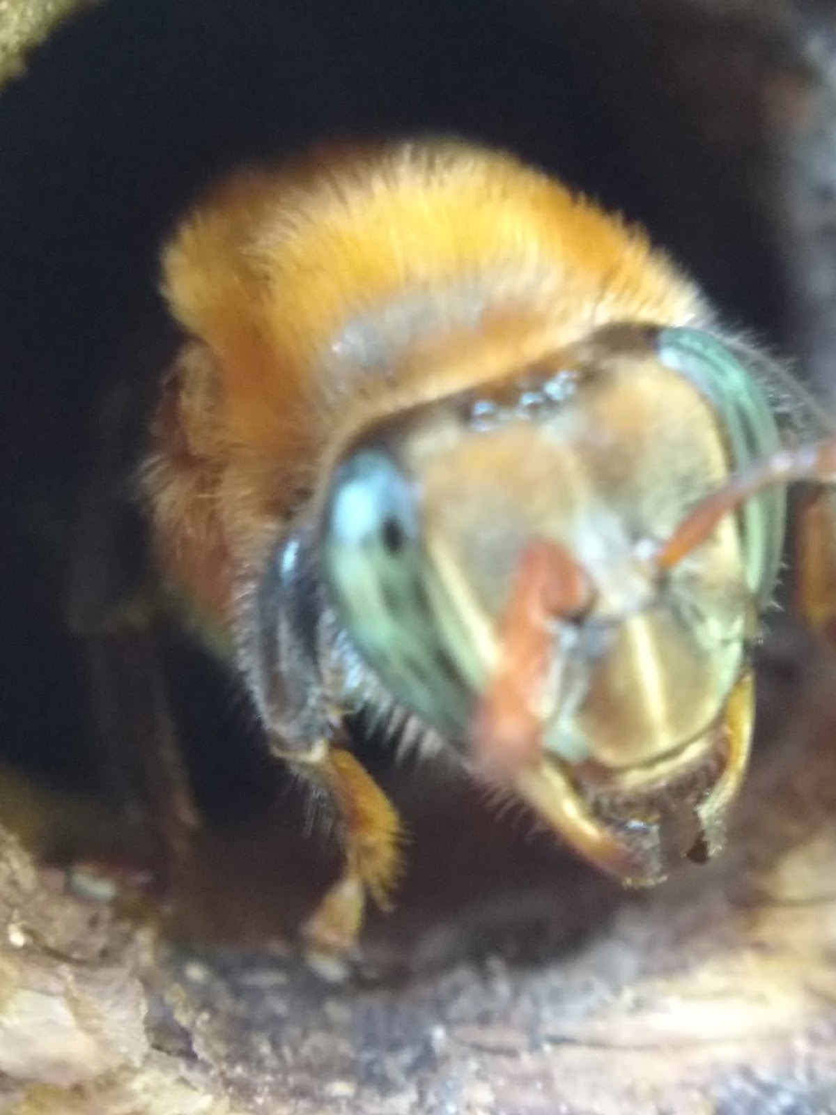 Meliponario Pivoto: Abelha uruçu verdadeira ( nordestina )