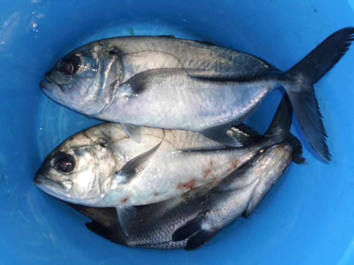 Ikan Bubara - Homecare24