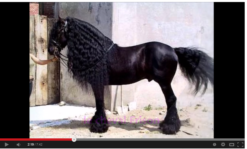 toutes les races de chevaux ~ Medecine Veterinaire