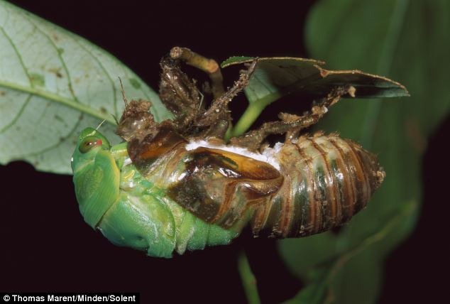 Tonggeret dapat Memprediksi Perubahan Musim - Sains Pedia