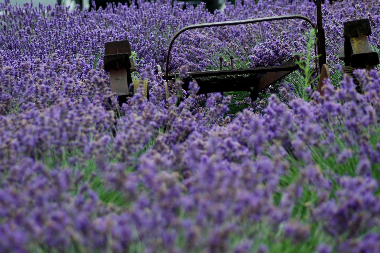 Seattle Local Flavor: The Lavender Festival - Sequim