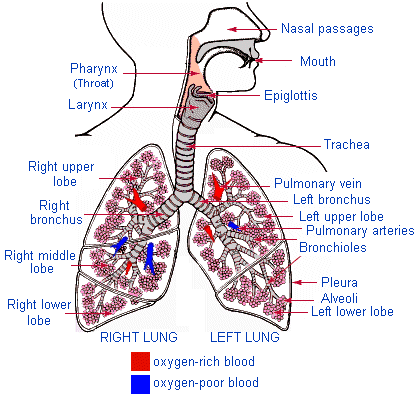 Sistem pernapasan pada manusia | Biologi and Scinece