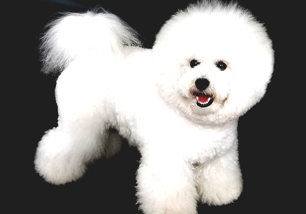Bichon Frisé - Bijan Dog