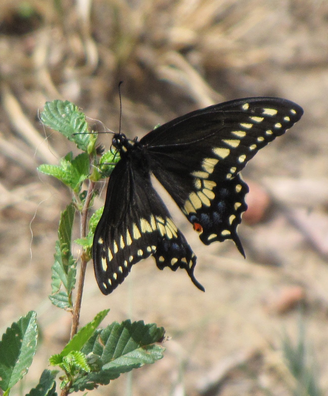 Bug Eric: Black Swallowtail
