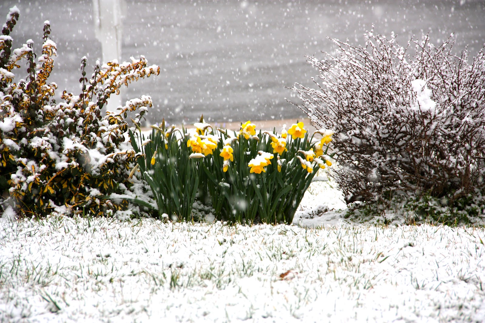 Oh Sew Nice: Stitching a Family together with God's Love.: Snow Falling ...