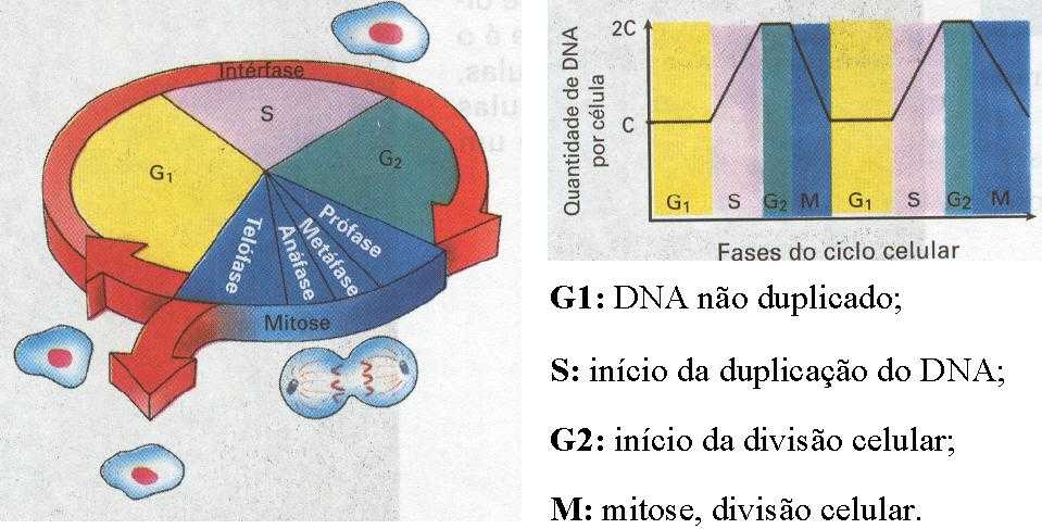 Biologia no ensino médio: 2º ano - aula 34 - Intérfase
