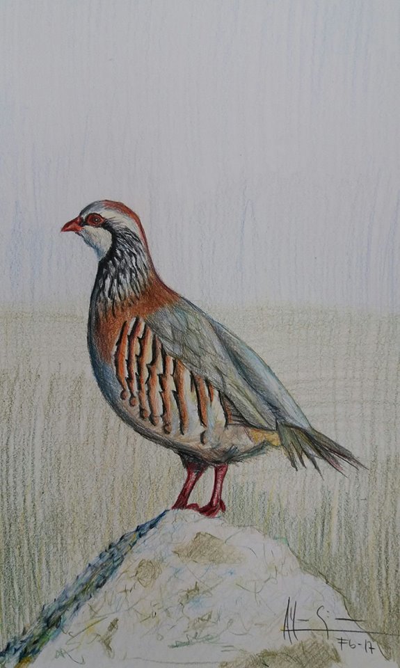 Colector Creación enjuague dibujos de perdices a lapiz Furioso Rebotar ...