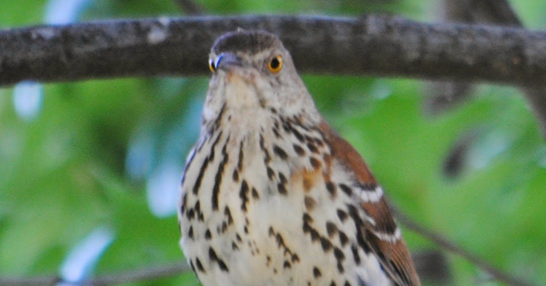 Stone Cottage Adventures: Garden Guest: Brown Thrasher