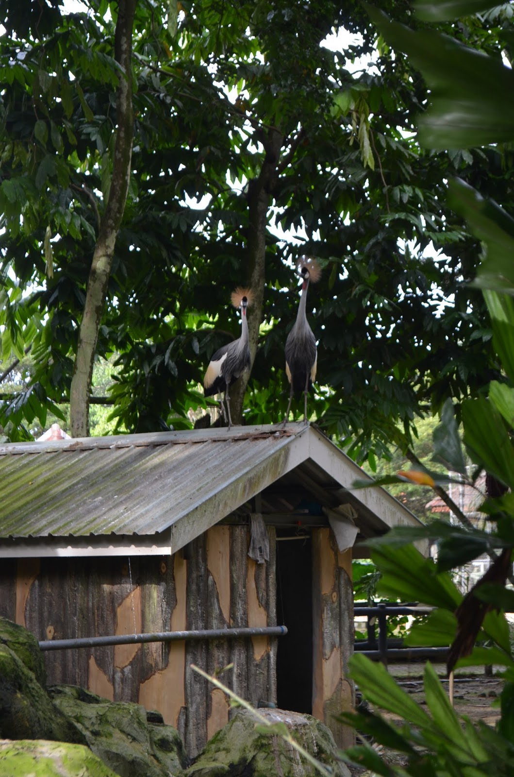 Taman Burung Labuan ( Labuan Bird Park) - Amie's Little Kitchen