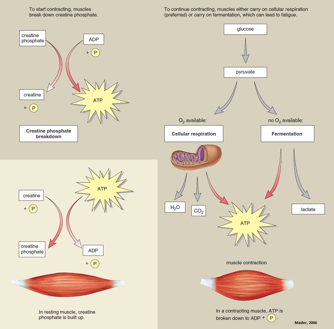 matarasakata: About Muscle: Sumber Energi Untuk Kontraksi Otot
