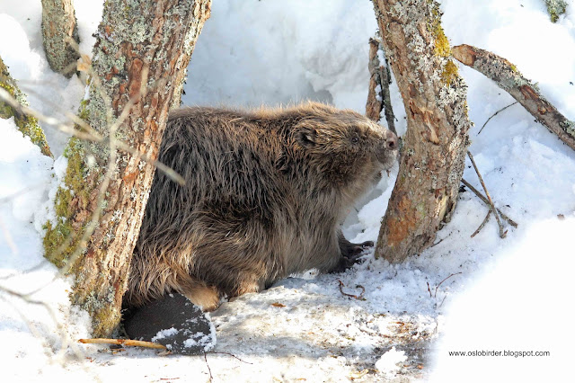 Beaver | Focusing on Wildlife