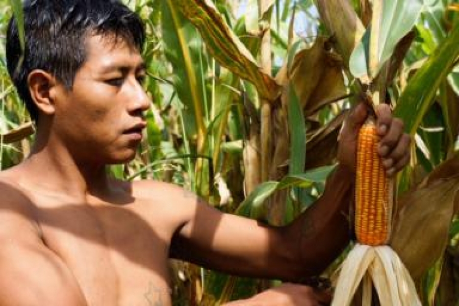 Aproximação do saber indígena com a ciência fortalece agroecologia no ... Aproximação do saber indígena com a ciência fortalece agroecologia no ...