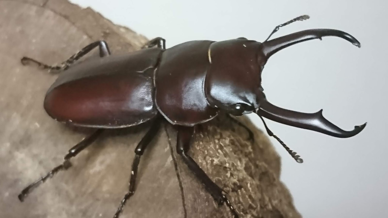 ミシマコクワ・トカラコクワ ～産卵セット組みました2018～