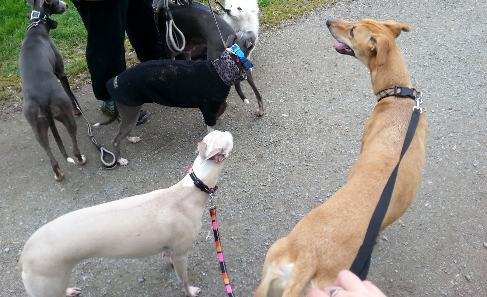 Le lévrier en promenade : comment le maitriser