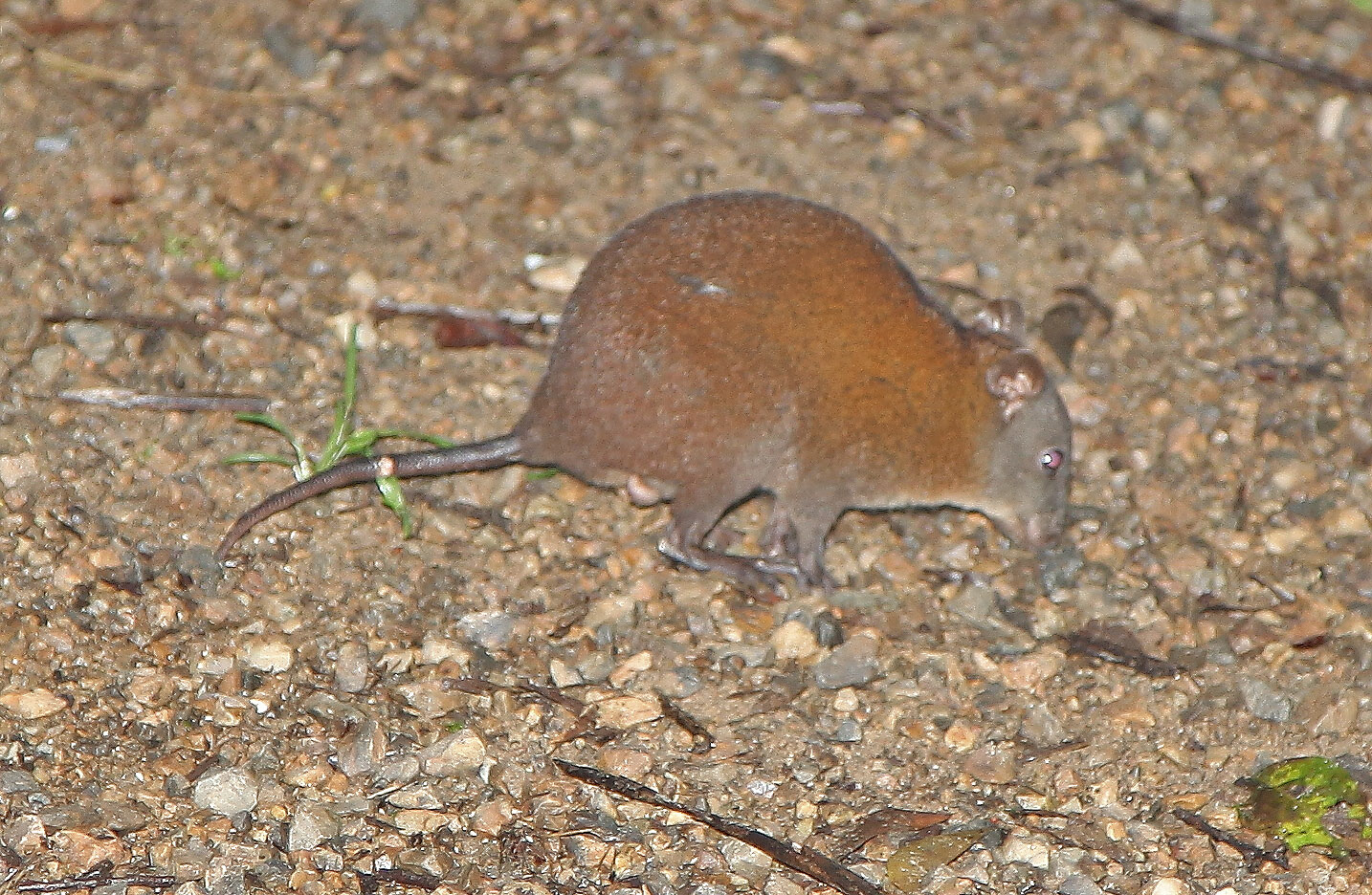 BunyipCo: The Musky Rat-Kangaroo