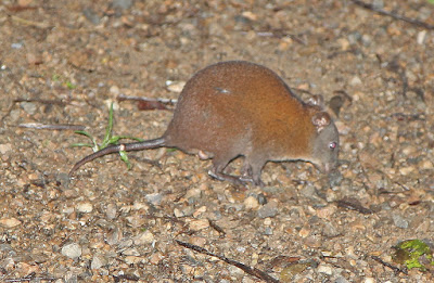 BunyipCo: The Musky Rat-Kangaroo