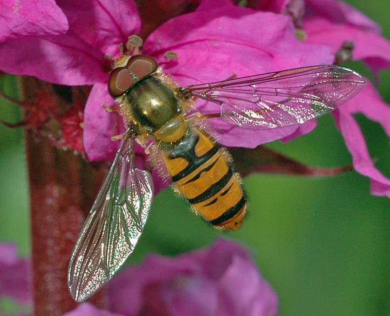 CABINET OF CURIOSITIES: Hoverfly