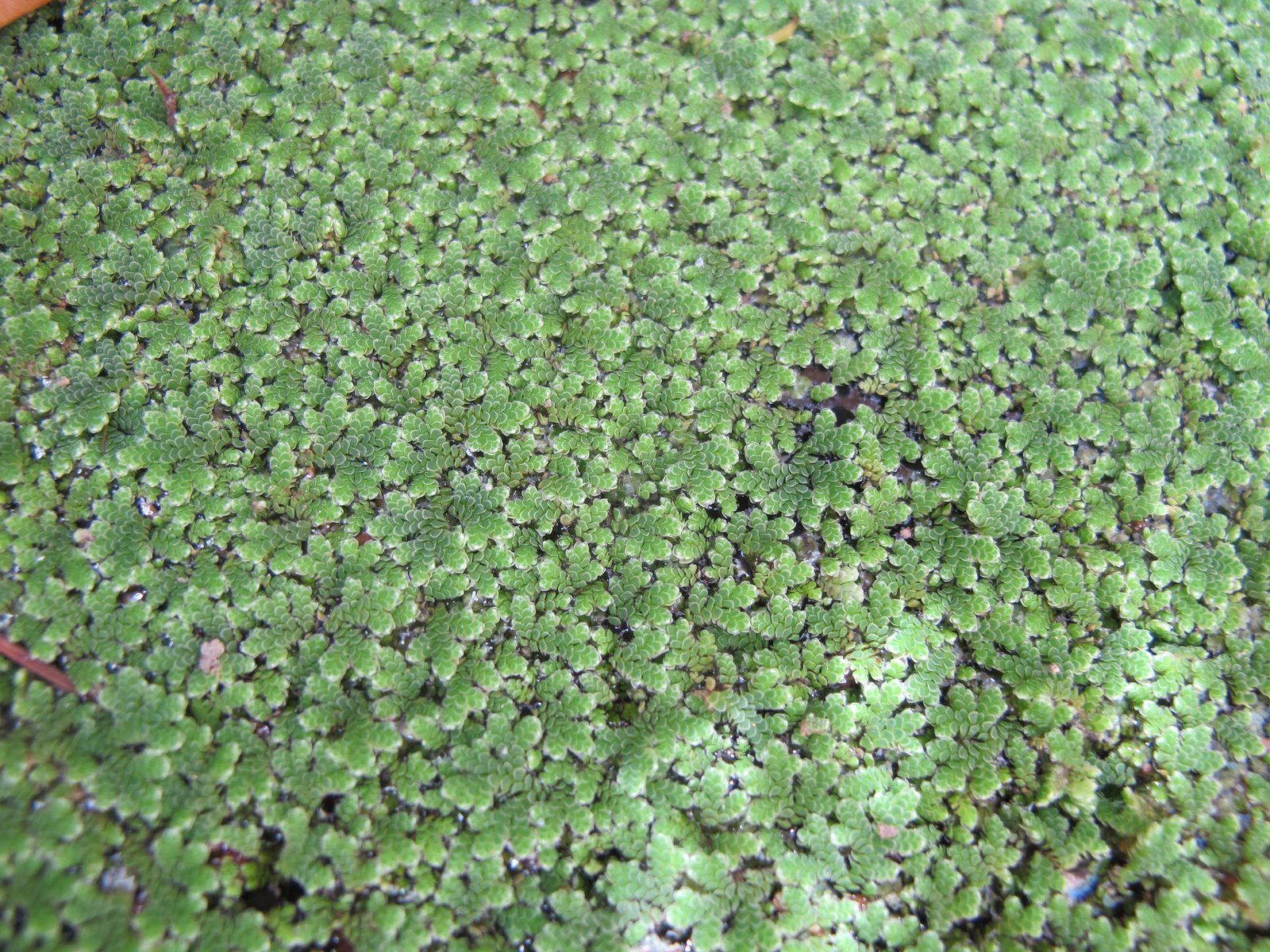 FLORA NEL SALENTO e.. anche altrove: Azolla filiculoides Lam ...
