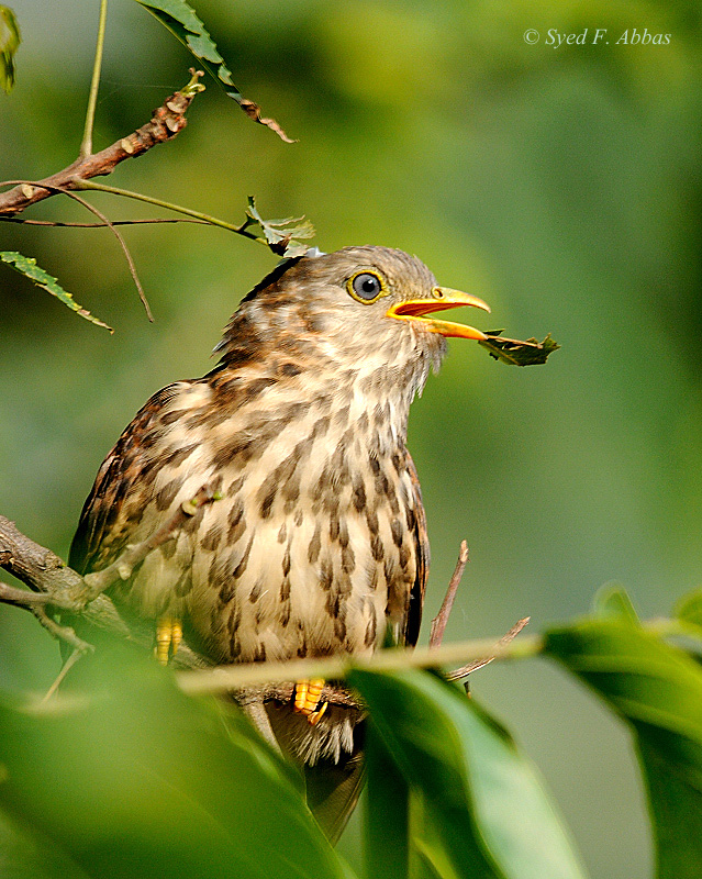 Wildlife and Nature Photography: Common Hawk-Cuckoo (Hierococcyx varius)