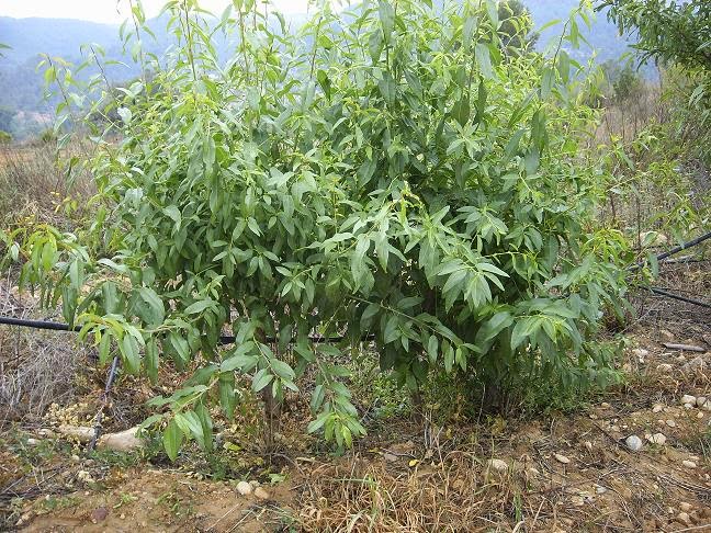 20 Especies de Arboles : canutillo