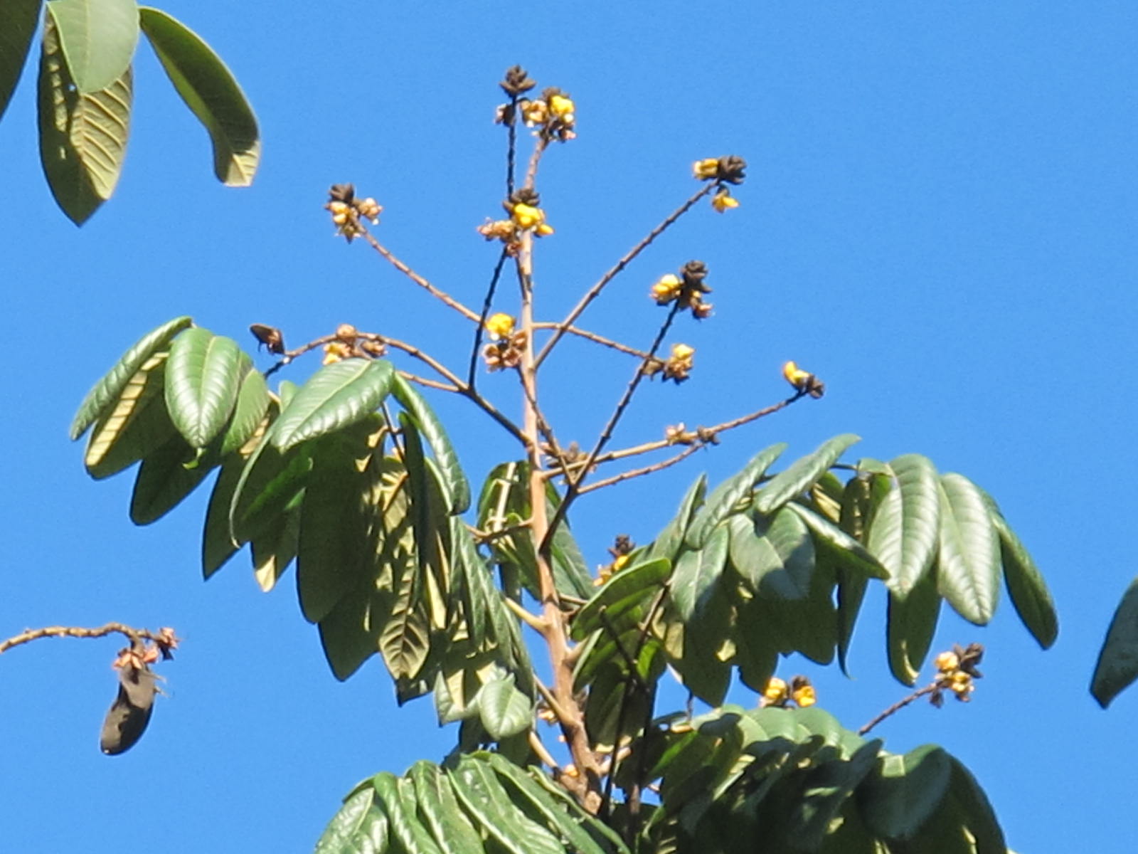Fabaceae - Leguminosae no Brasil: Fabaceae - Centrolobium tomentosum ...
