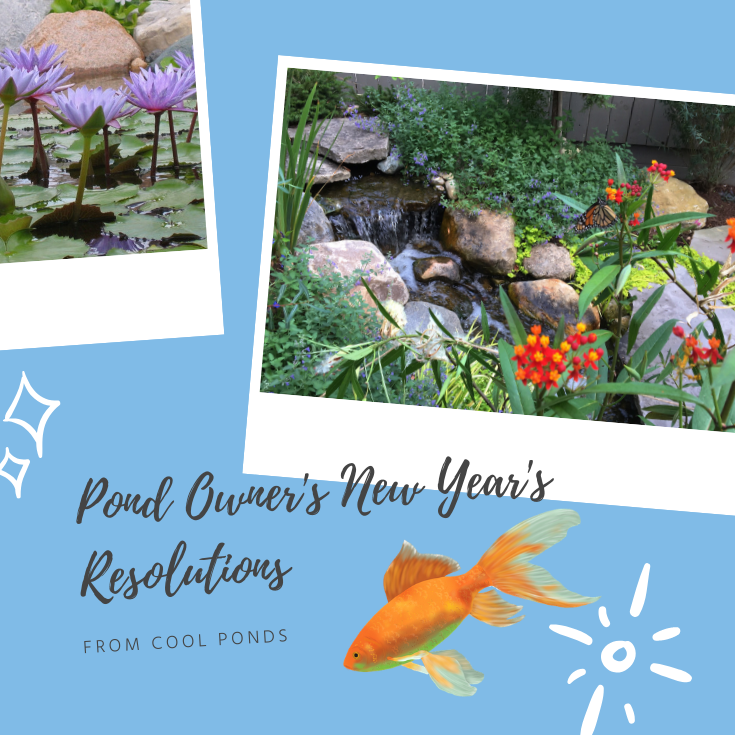 Pond Owner’s New Year’s Resolutions
