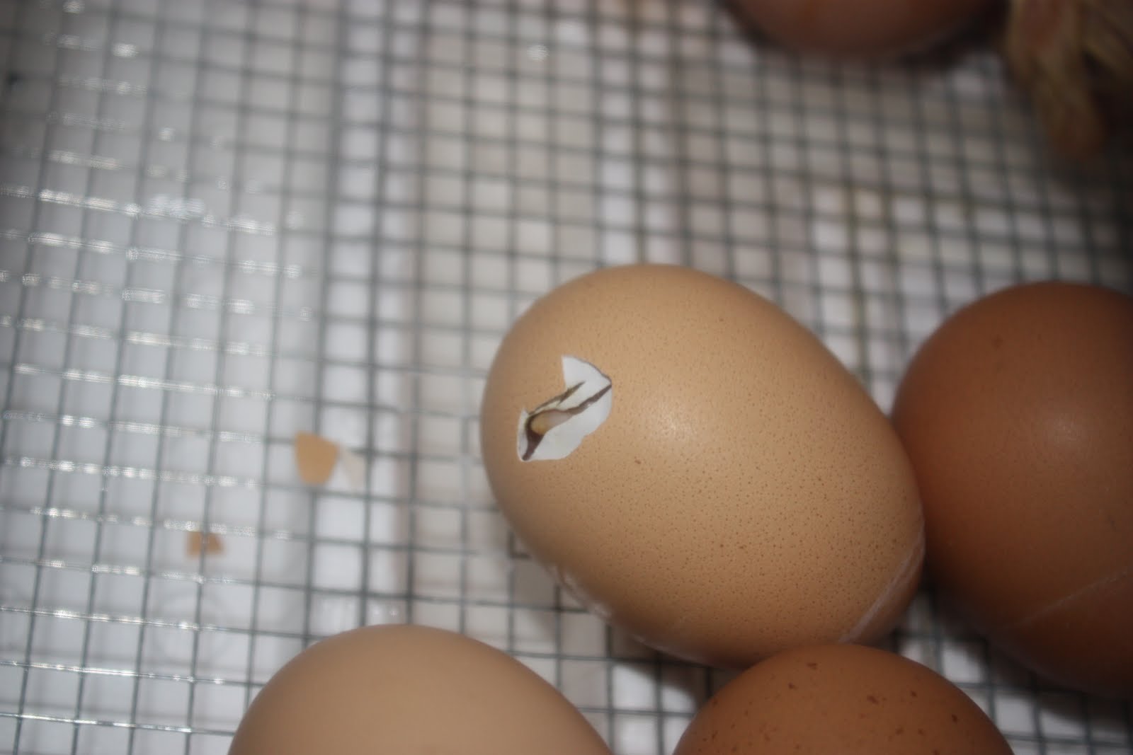 lil fish studios: We made chickens!