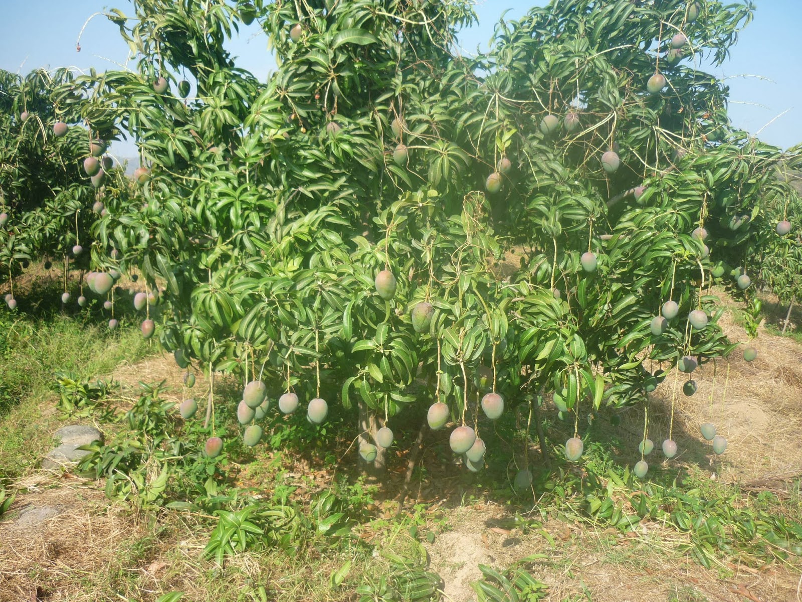 Exportación de Mango Kent