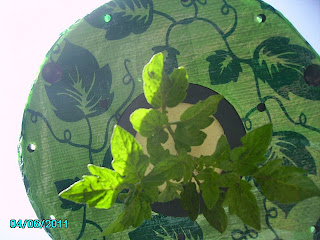 Something of a diary: Rasadul de patlagica