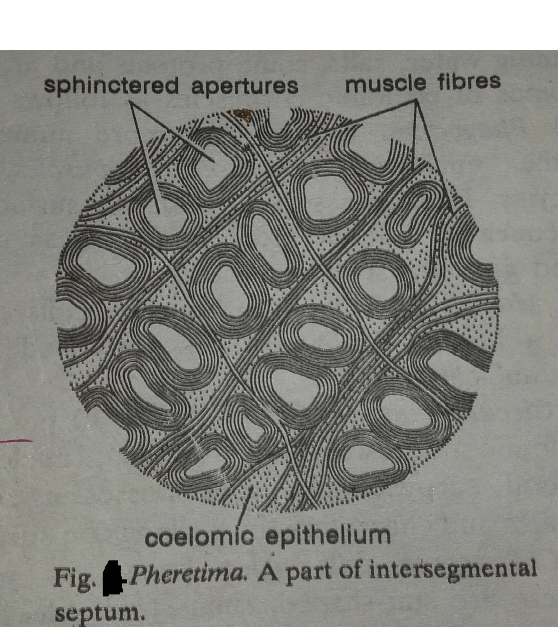 Zoology for higher secondary level: Earthwom: Coelom and coelomic fluid