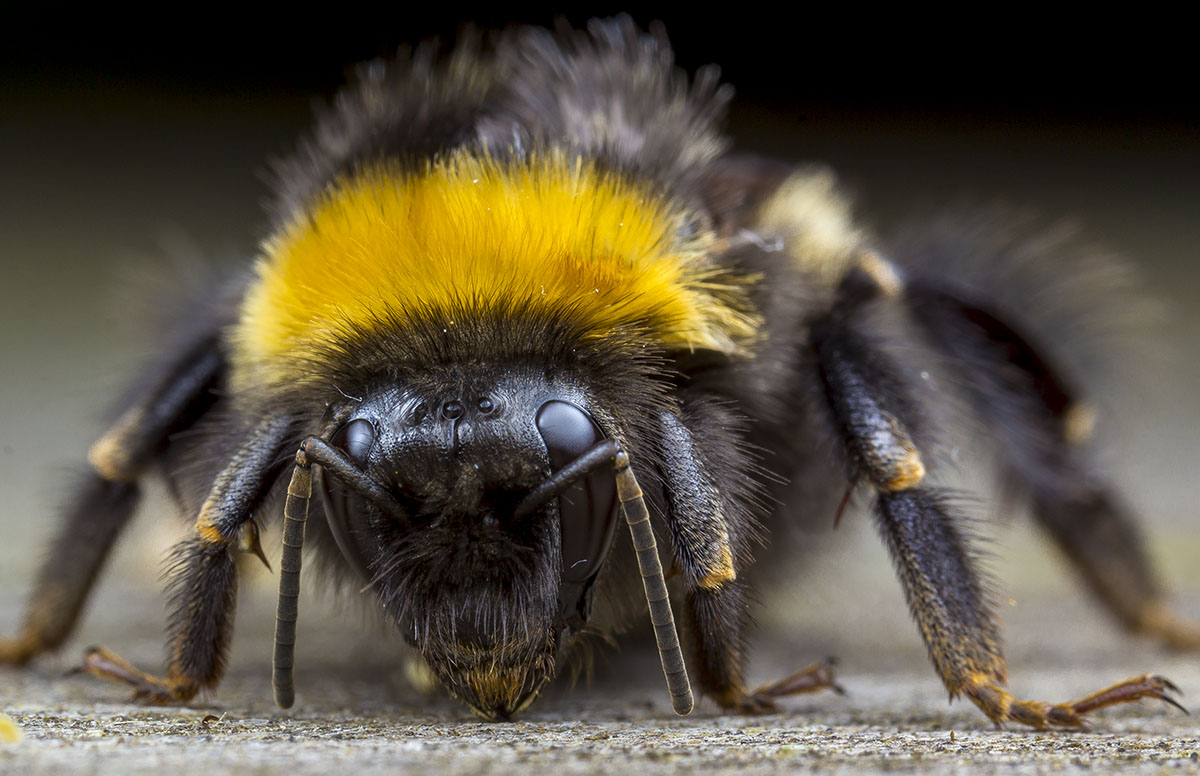 Utgångspunkt 63° 31,x' N - 22° 31,x' O: Förbrukade humlor