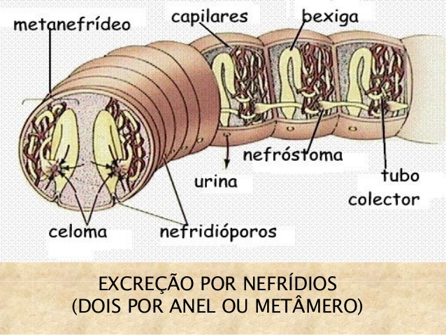 Biologia Marcelinas