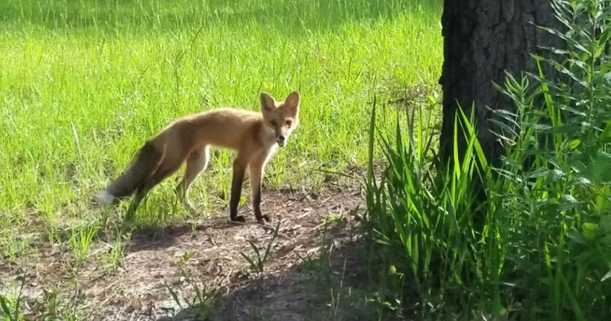 The Hagan Farm: Fox on the Farm