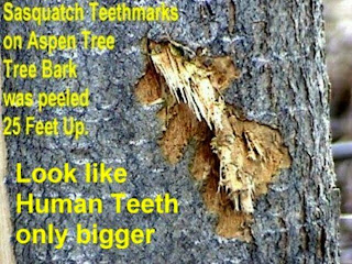 Possible Bigfoot Bite Marks on Tree ~ The Crypto Crew