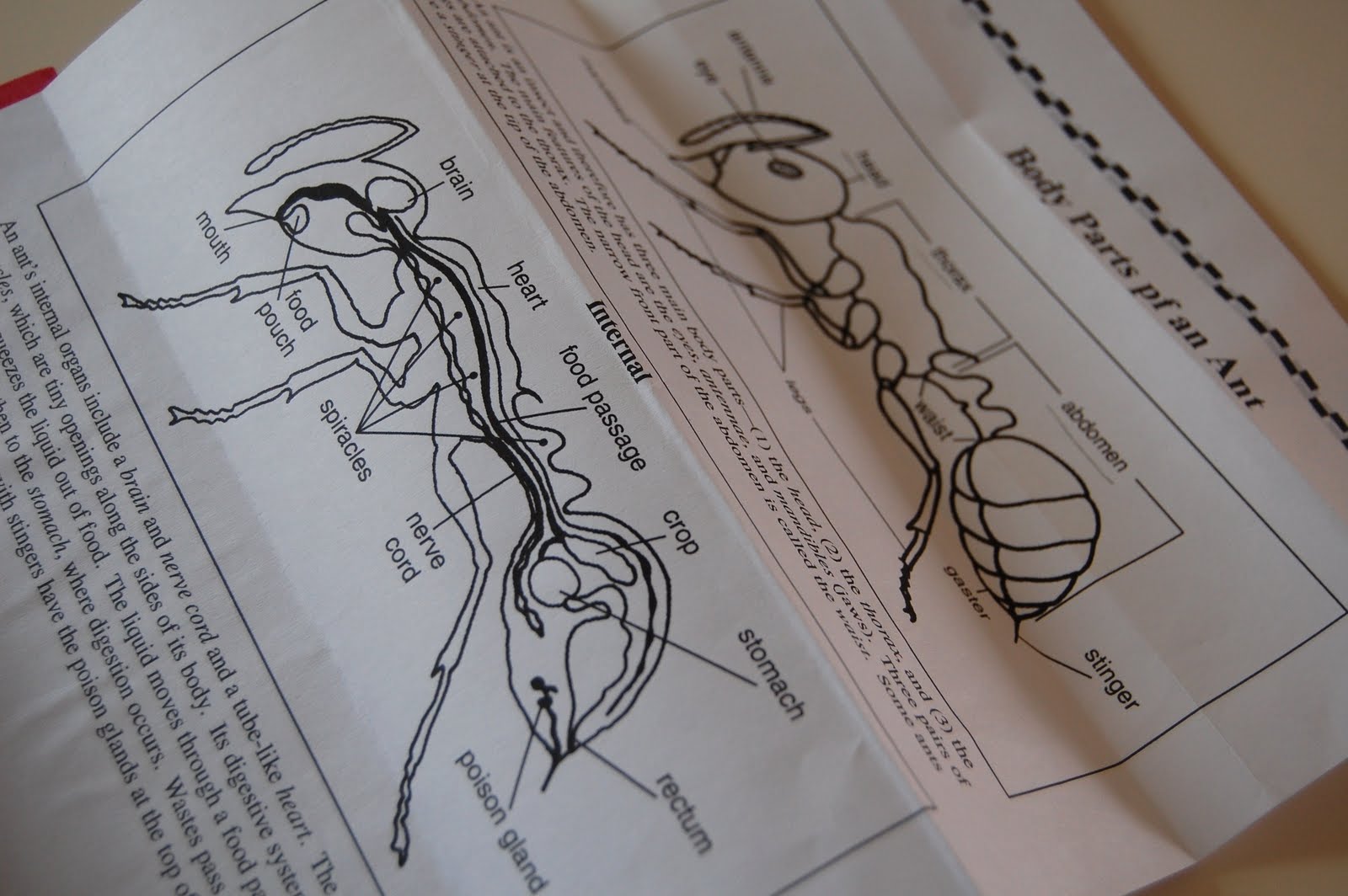 Our Creative Day: Mini-Ant Lapbook