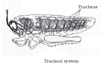 Respiration in Organisms