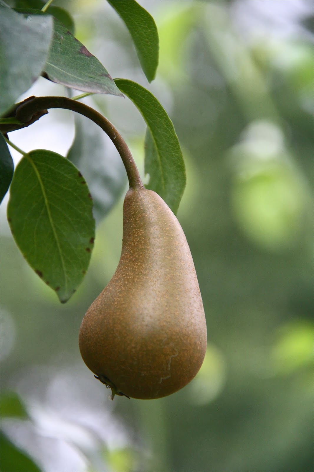 salted sugared spiced™: Roasted Butternut Squash and Pear Soup
