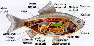 Metodos de la ciencia.: Partes de un pez