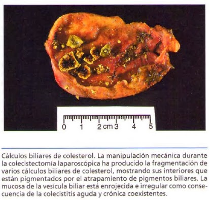 Patología 2013