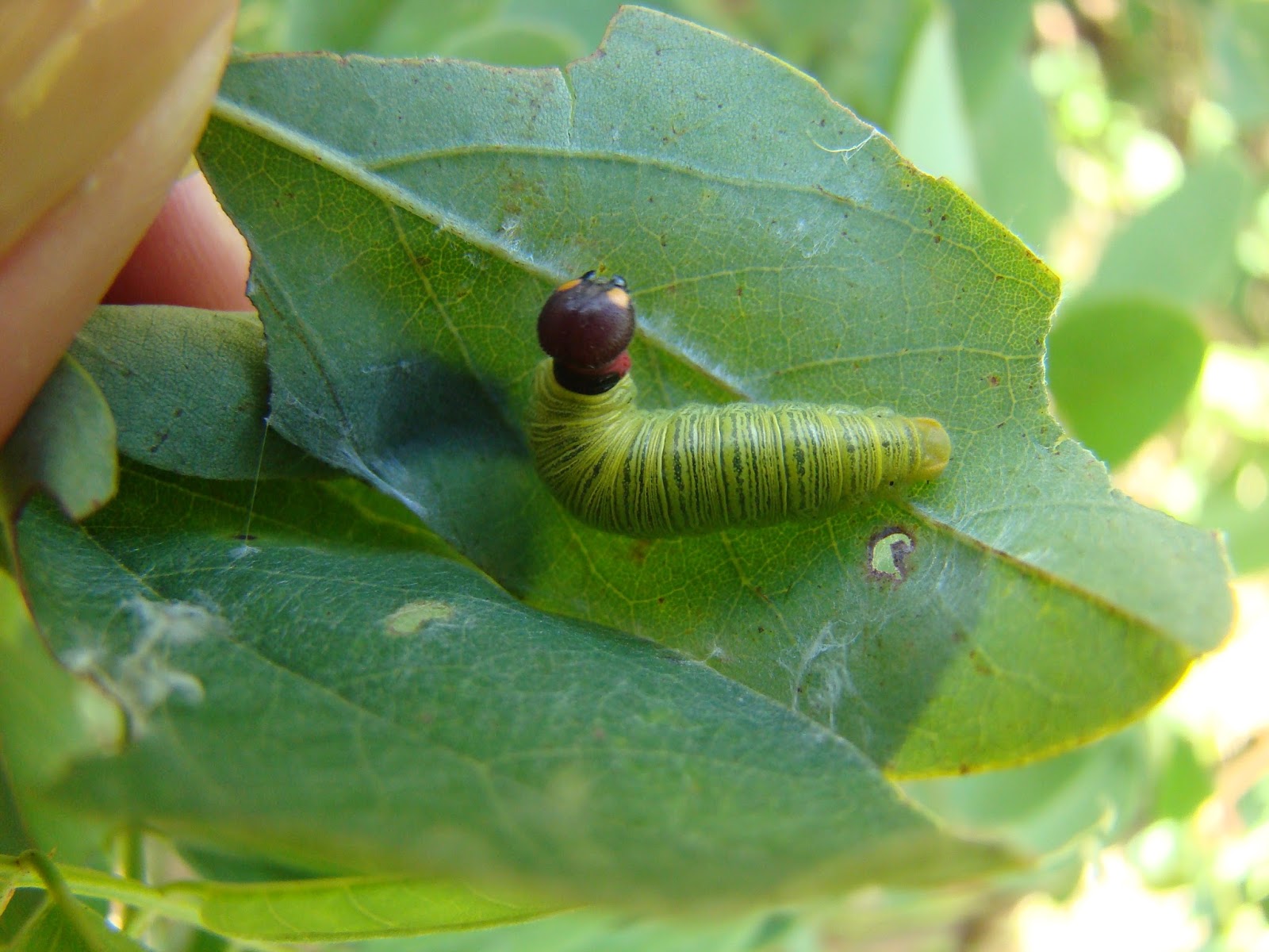 Weedpicker's Journal: