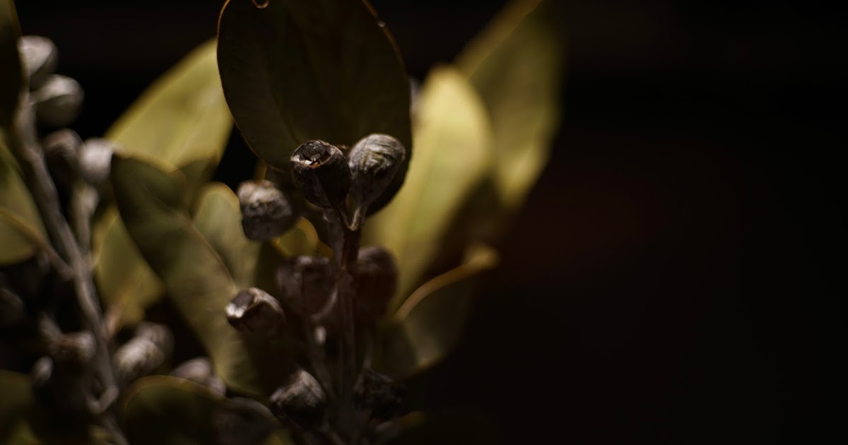 iremono: web shop 更新